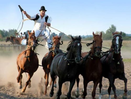 Hungarian whip - all you need to know about it :)